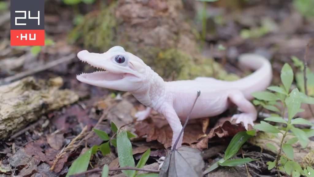 Rendkívül ritka, fehér aligátor kelt ki | 24.hu
