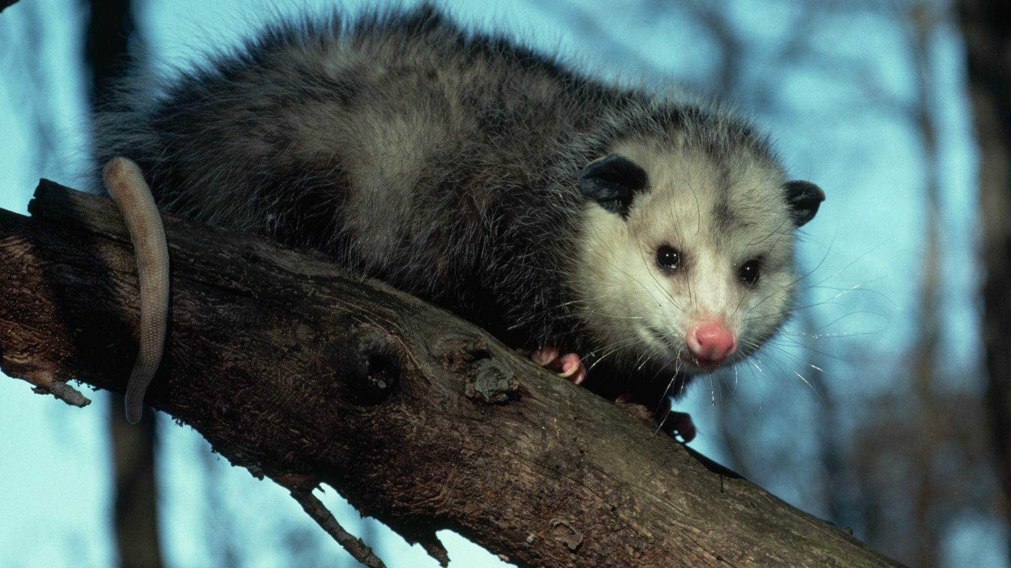 Videó: oposszum rejtőzött a feldíszített karácsonyfán | 24.hu