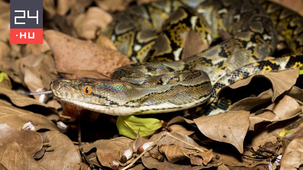 Három méter hosszú kígyó támadt a férfira, de legyőzte | 24.hu