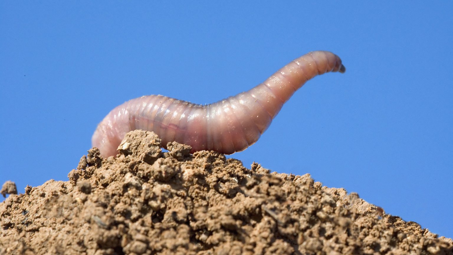 Tényleg túléli a giliszta, ha kettévágjuk? | 24.hu