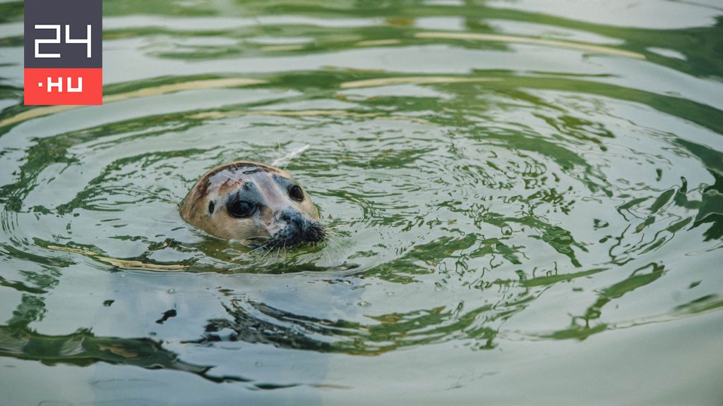 Több mint hat év után szabadítottak meg egy fókát a nyakán lévő ...