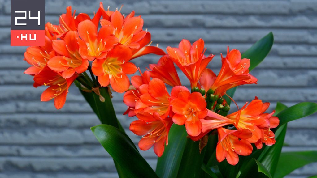 Ez a virág télen is bámulatos látványt nyújt otthonunkban | 24.hu