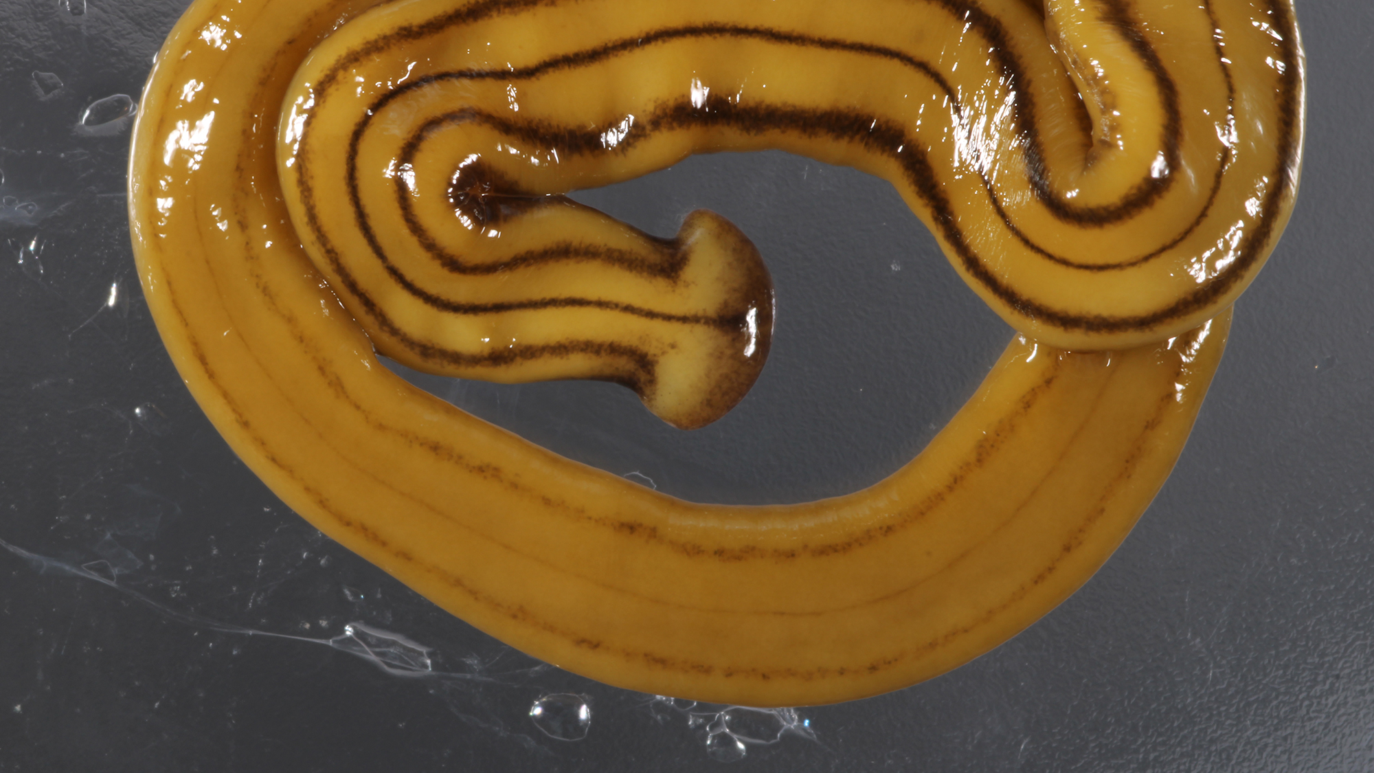 Szinte elpusztíthatatlan férgek jelentek meg Magyarországon | 24.hu