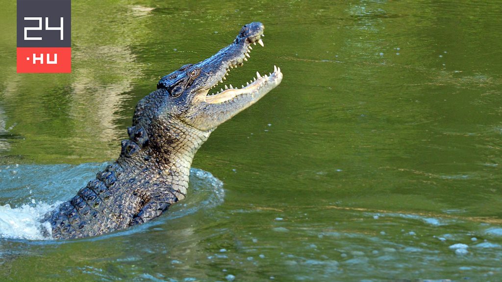Hatalmas krokodil ugrott a horgász csónakjára | 24.hu