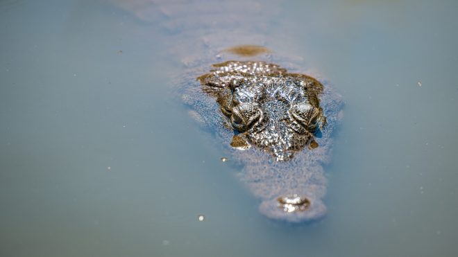 Krokodilokkal teli vízbe irányította a Google Térkép a sofőrt | 24.hu