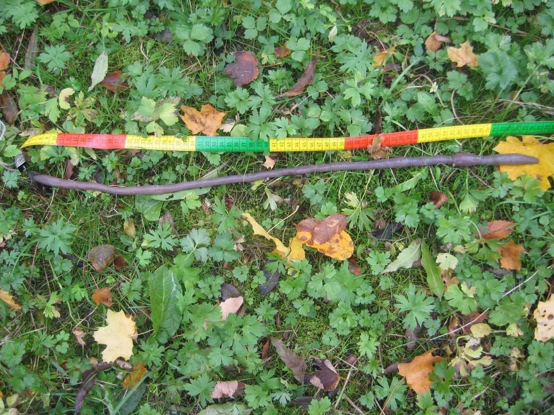 Tényleg túléli a giliszta, ha kettévágjuk? | 24.hu