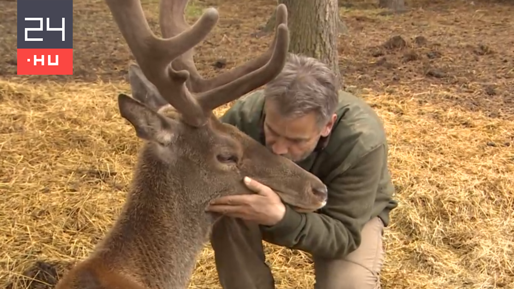 A lelőtt szarvasok gazdája figyelmezteti a környékén élőket: ne egyenek ...
