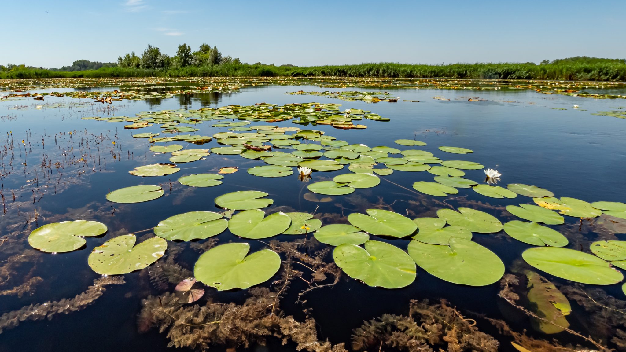 Hatalmas, fehér virág nyerte 2024-et | 24.hu