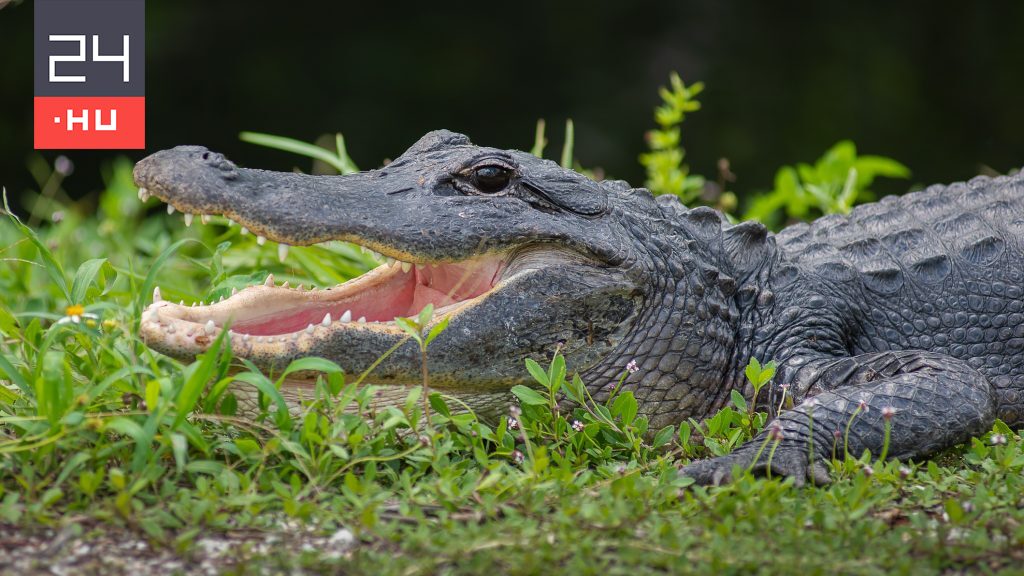 Videó: aligátor támadt egy párra Amerikában | 24.hu
