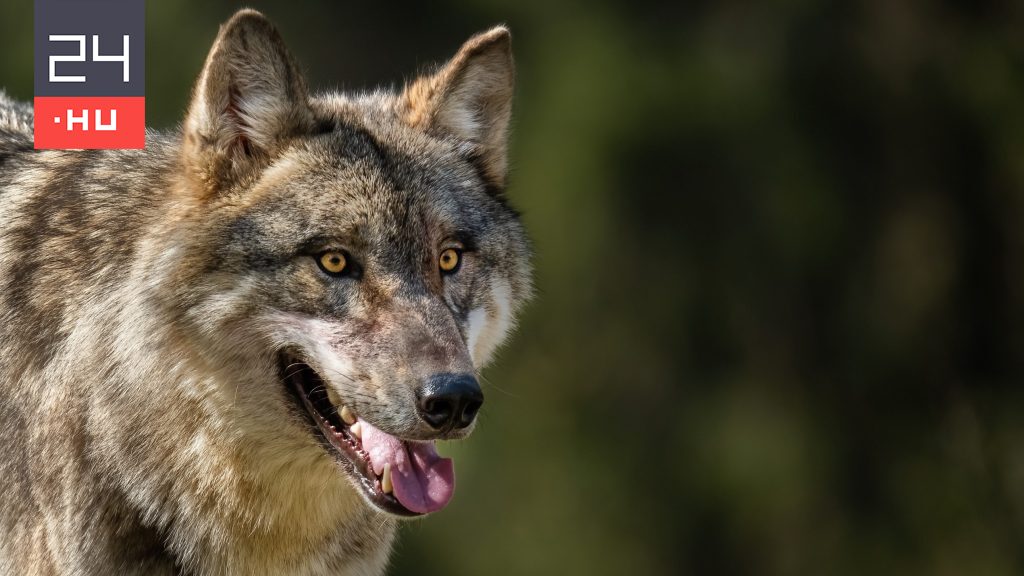 Elképesztő utat tett meg egy szürke farkas | 24.hu