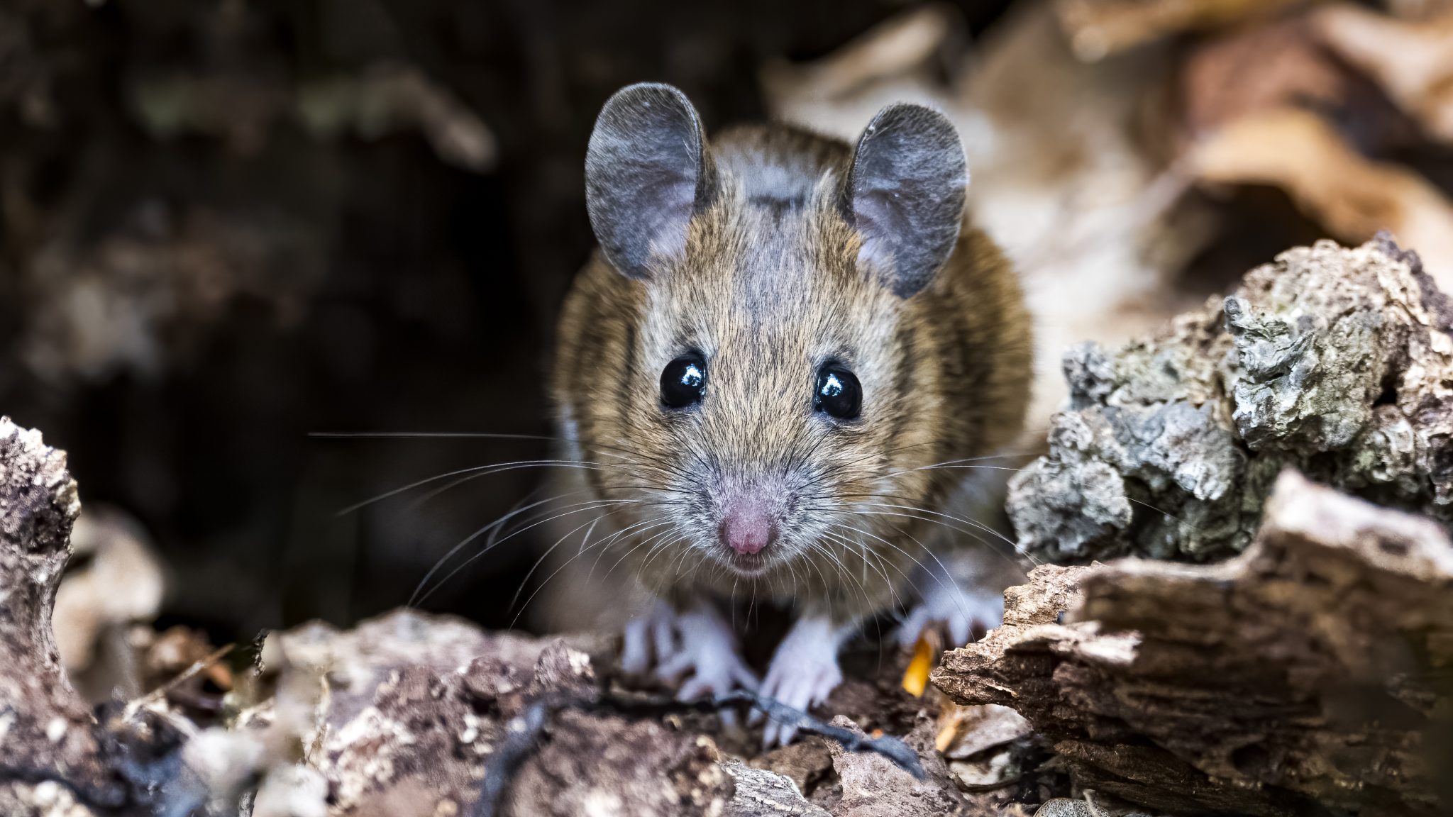 Egerek zabálják fel egy kis sziget madarait | 24.hu
