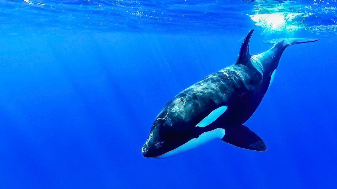 Videó: pillanatok alatt ölt meg egy fehér cápát egy kardszárnyú delfin ...