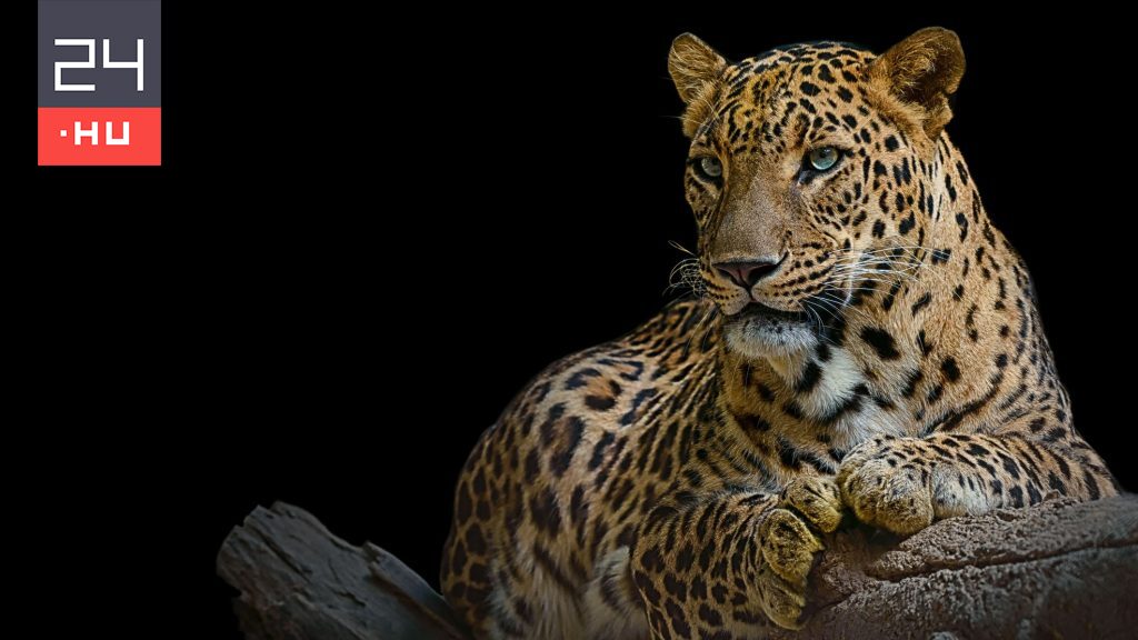 Békésen telefonozott a fiú, amikor besétált egy leopárd | 24.hu