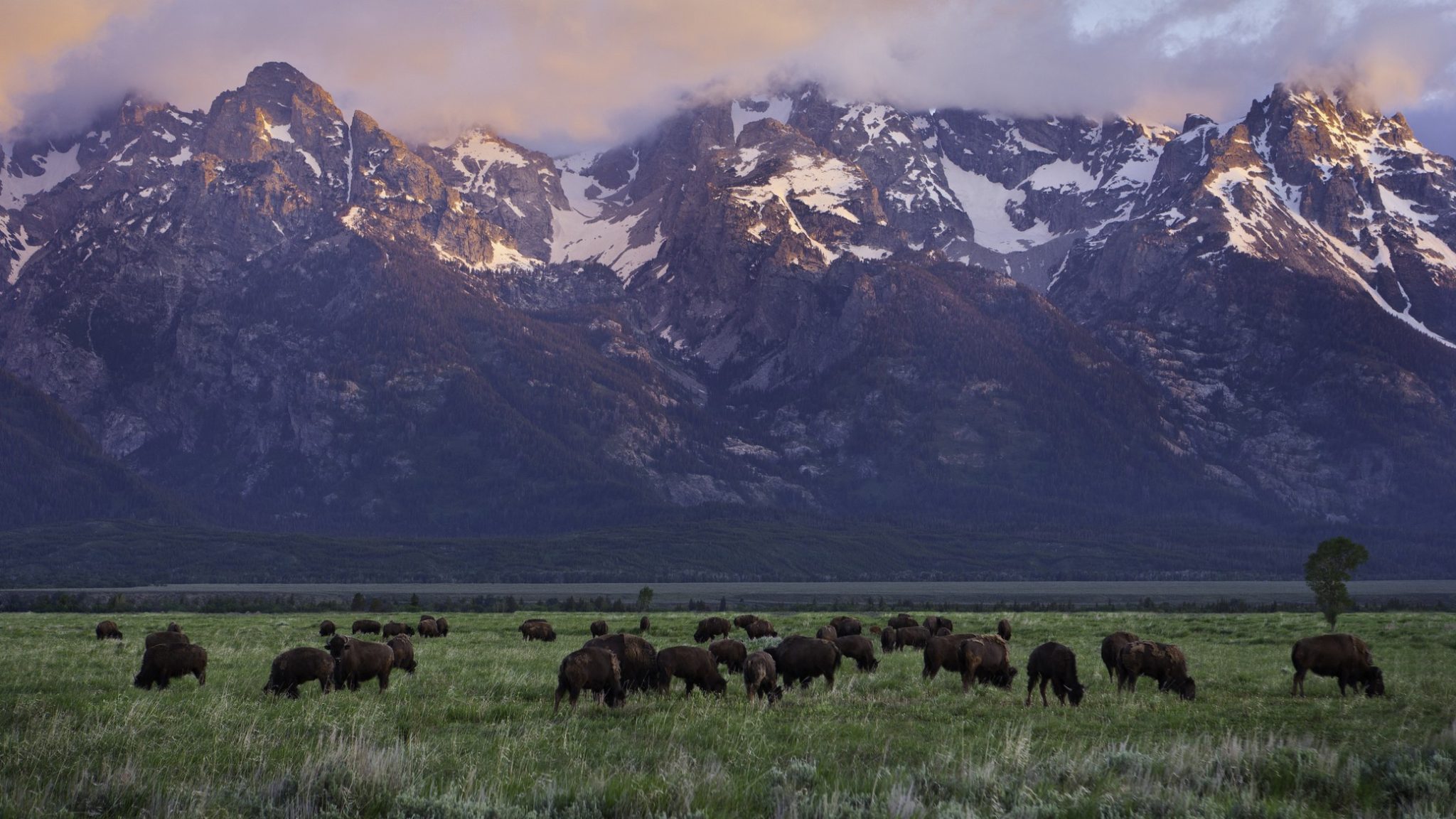 Nem a medve a Yellowstone legveszélyesebb állata | 24.hu