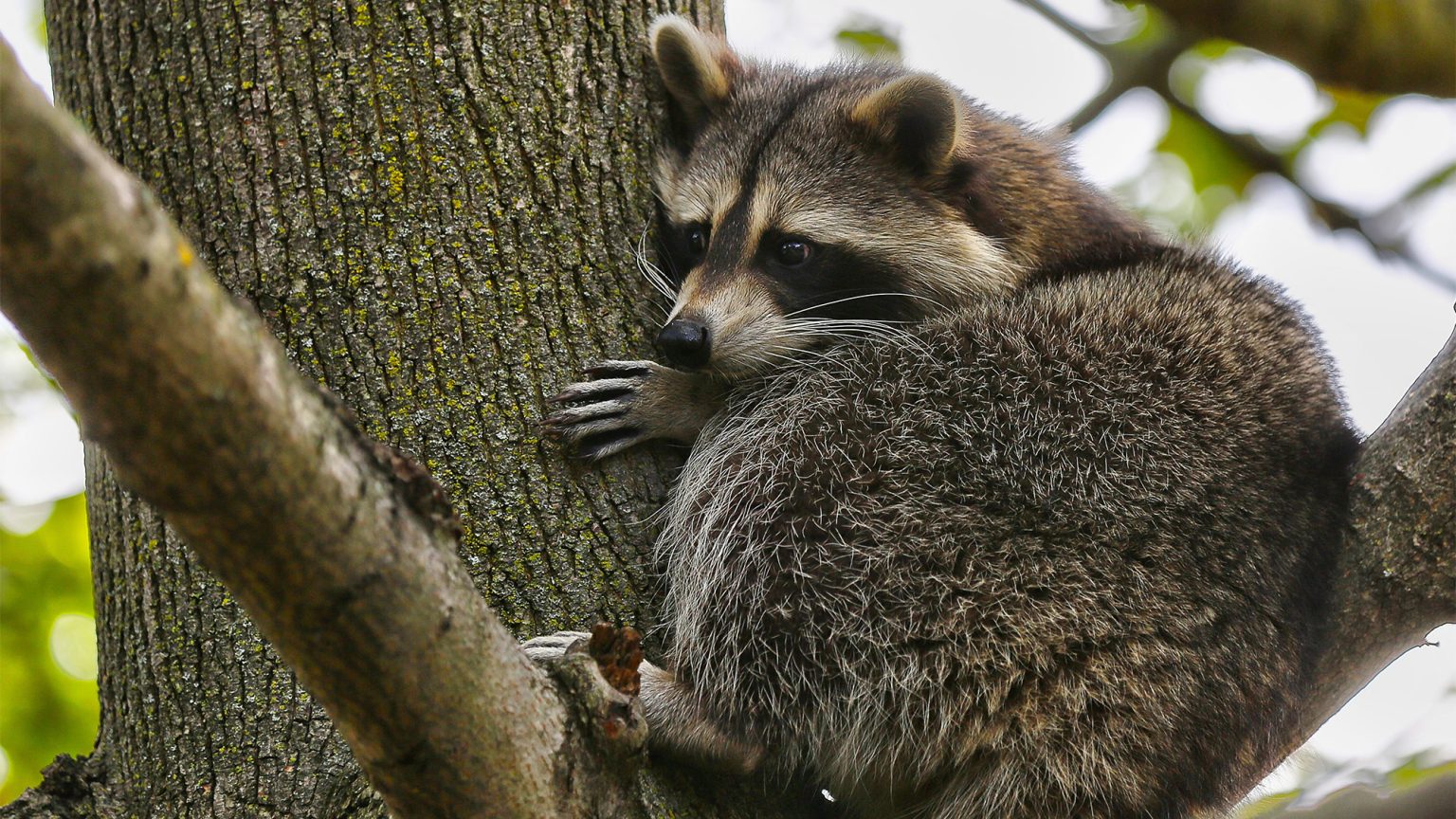 Hiába cuki állat, veszélyes lehet a hazánkban is terjedő mosómedve | 24.hu