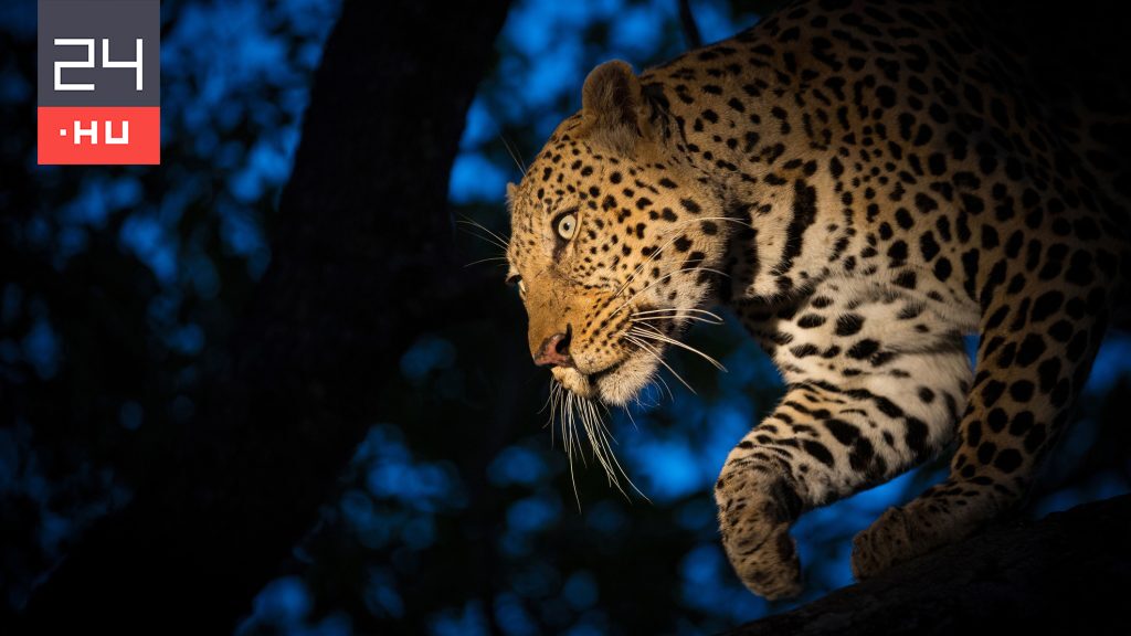Először vették videóra, ahogy egy leopárd éjszaka végez prédájával | 24.hu