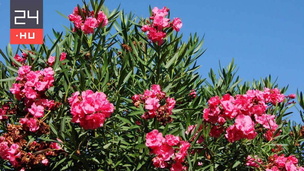 Így szaporítható egyszerűen a leander | 24.hu