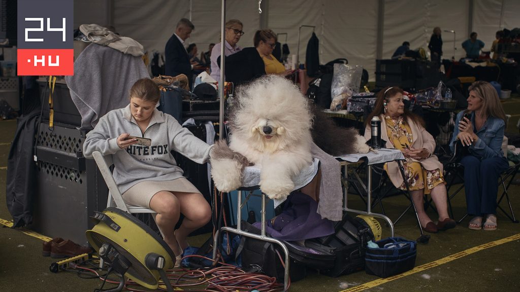 Árvíz, tengerészgyalogosok, Putyin, Messi kutya, pelikánok a hét képein ...