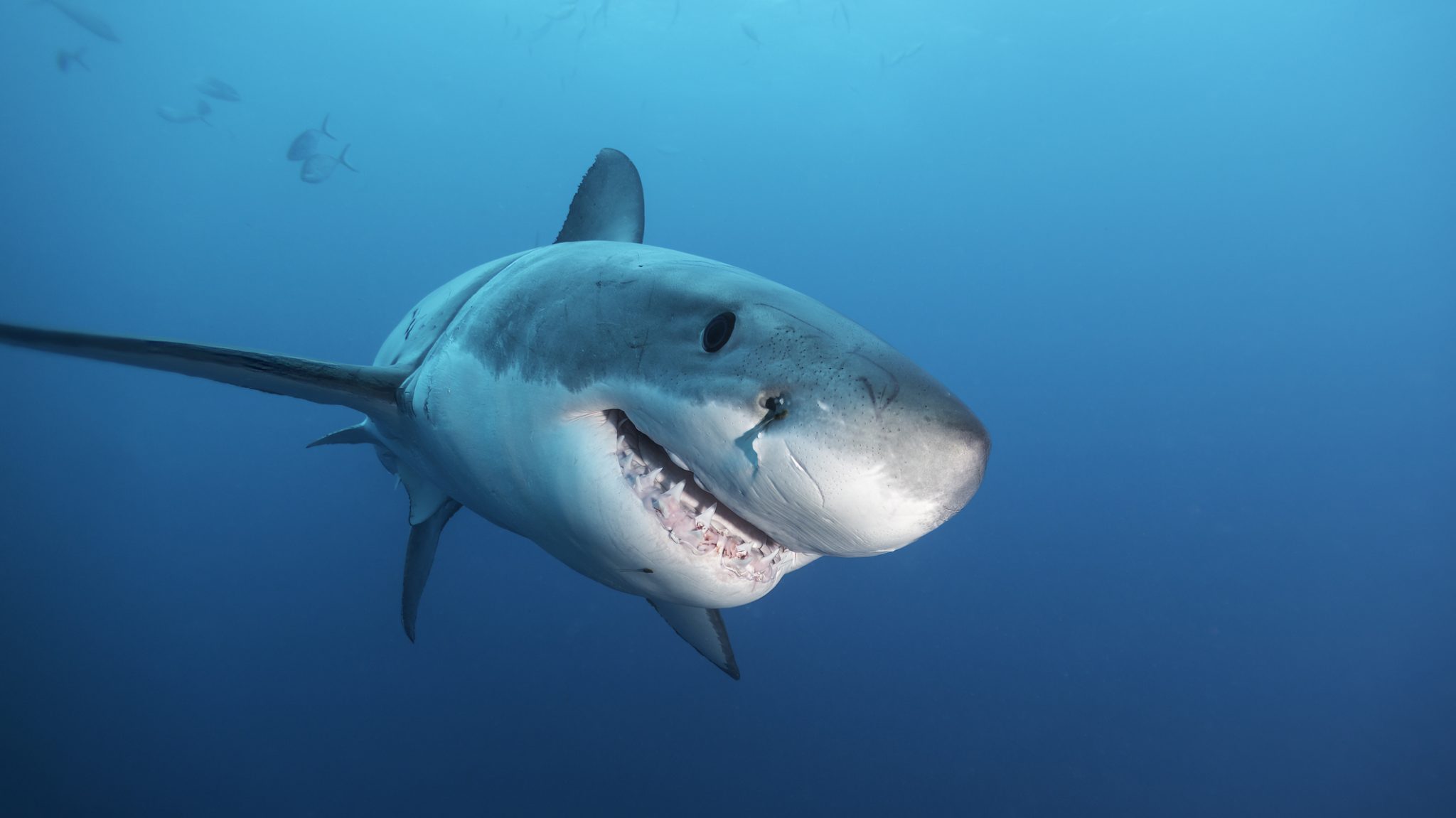 Egy nap alatt három embert támadott meg cápa Floridában | 24.hu