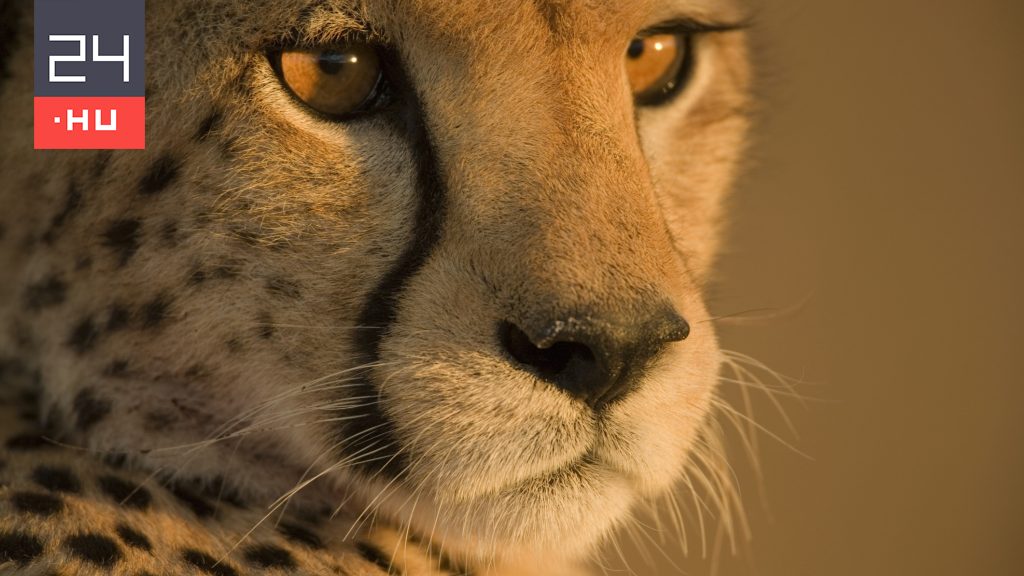 Hatalmas gepárdok uralták egykor Eurázsiát | 24.hu