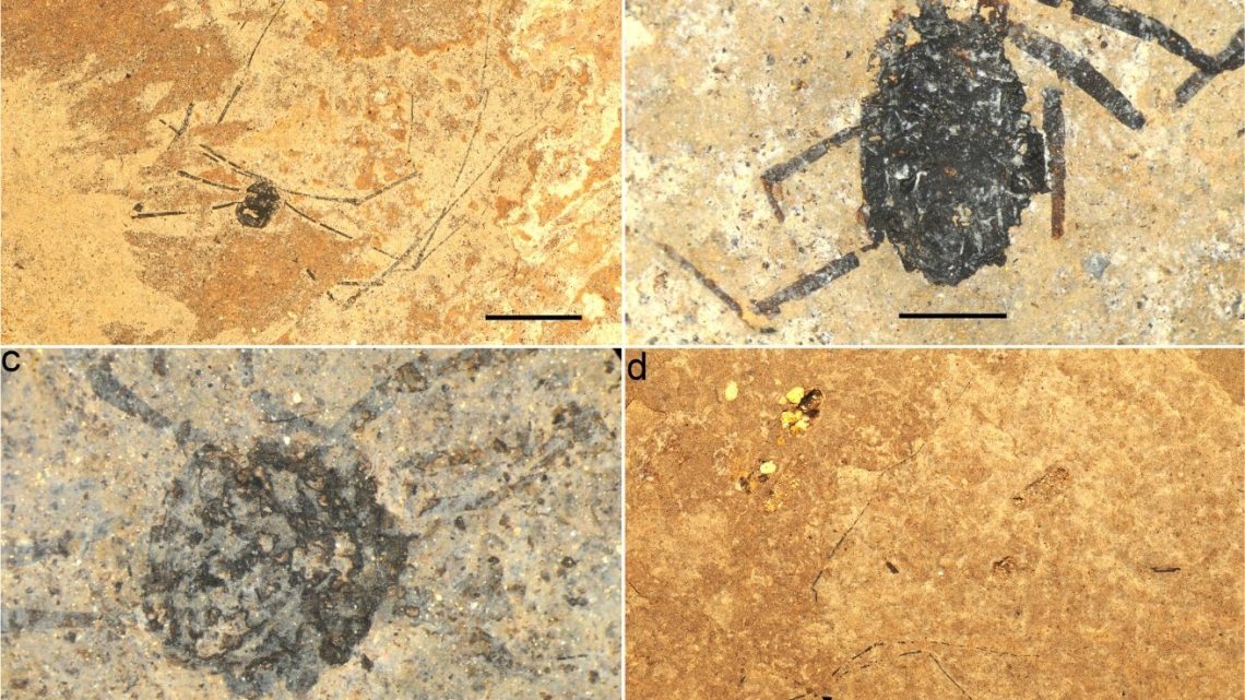 48 millió éves kaszáspókokat találtak | 24.hu