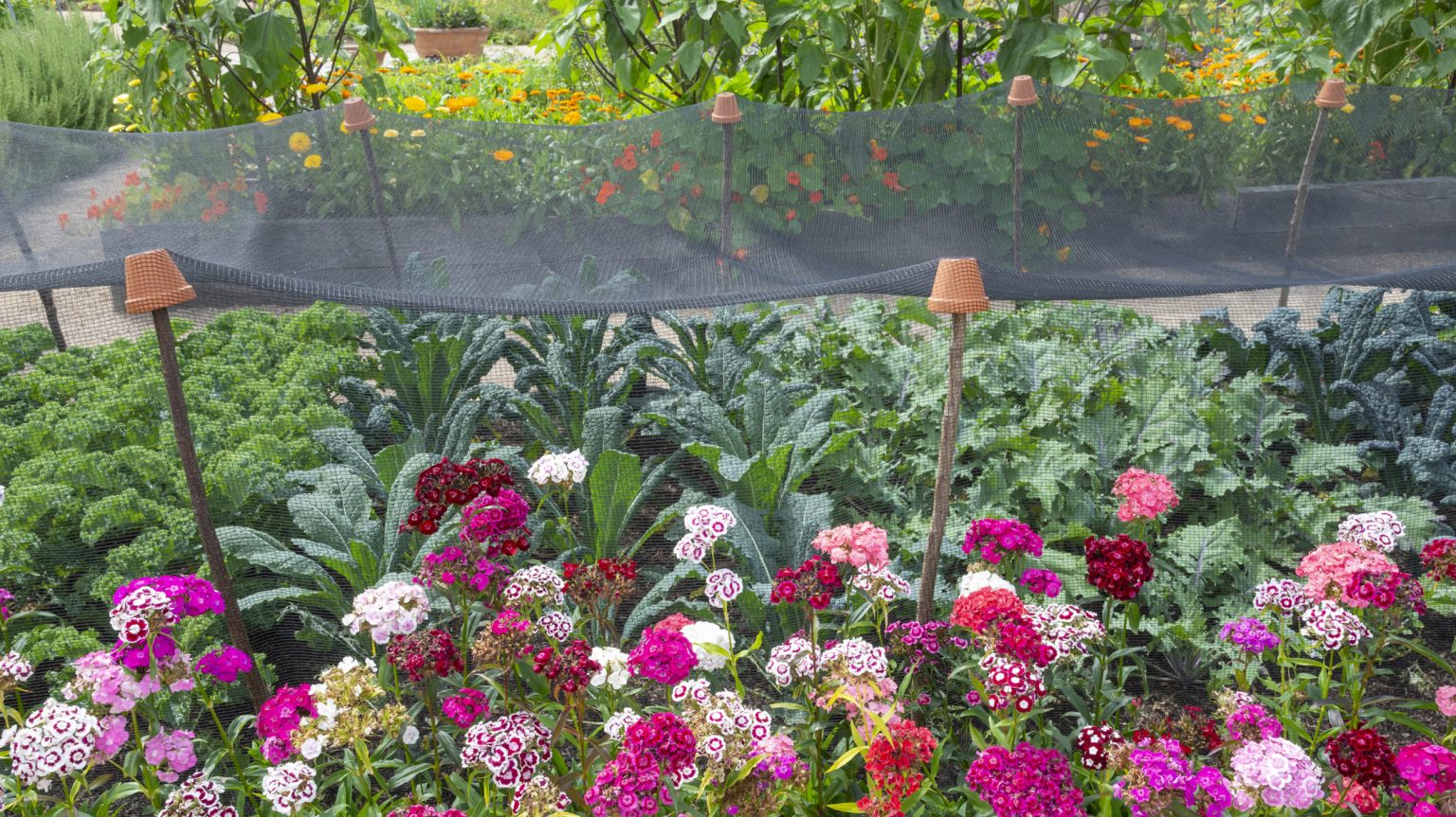 Raschel-háló: ez a praktika megvédi a növényeket az égéstől | 24.hu