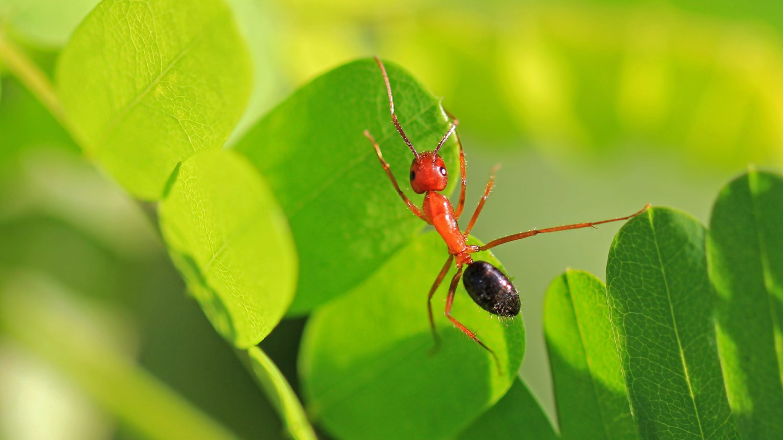 Kifinomult műtéteket végeznek egymáson a hangyák | 24.hu