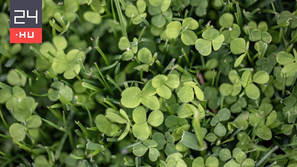 Hatvanhárom levelű lóherét talált egy szerencsés kertész | 24.hu