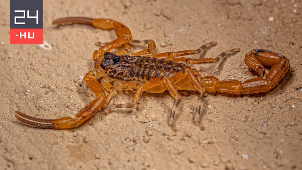 Hatalmas utat tett meg egy dobozban a veszélyes skorpió | 24.hu