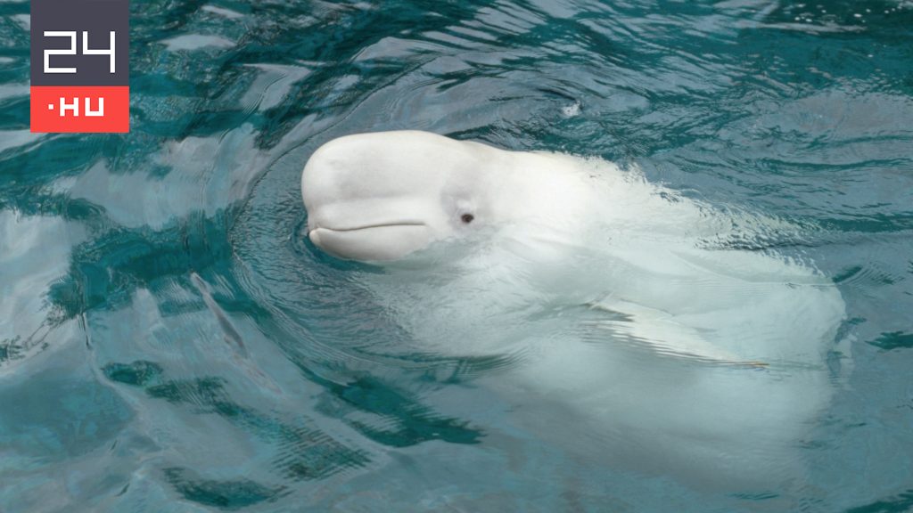 Elpusztult a híres, orosz kémdelfin | 24.hu