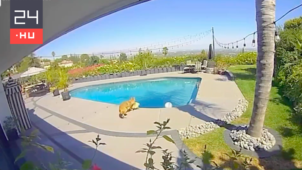 Tommy Lee kutyáját elrabolta egy prérifarkas, videó készült róla | 24.hu