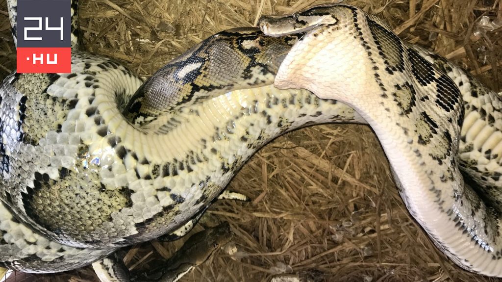 Egyben nyelte le egyik óriáskígyó a másikat | 24.hu