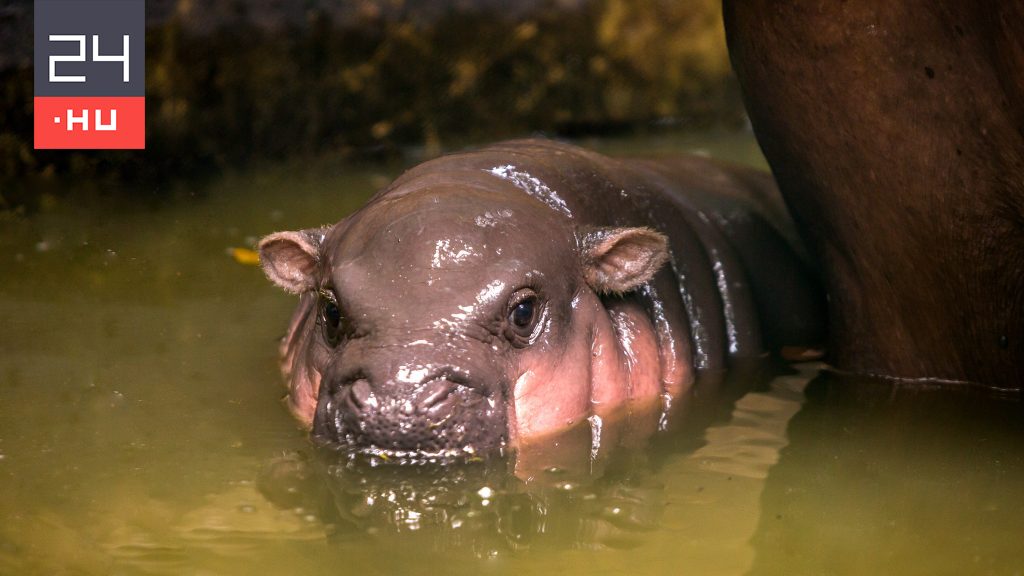 Harapdál és moonwalkol, az emberek pedig szó szerint megőrülnek a törpe ...