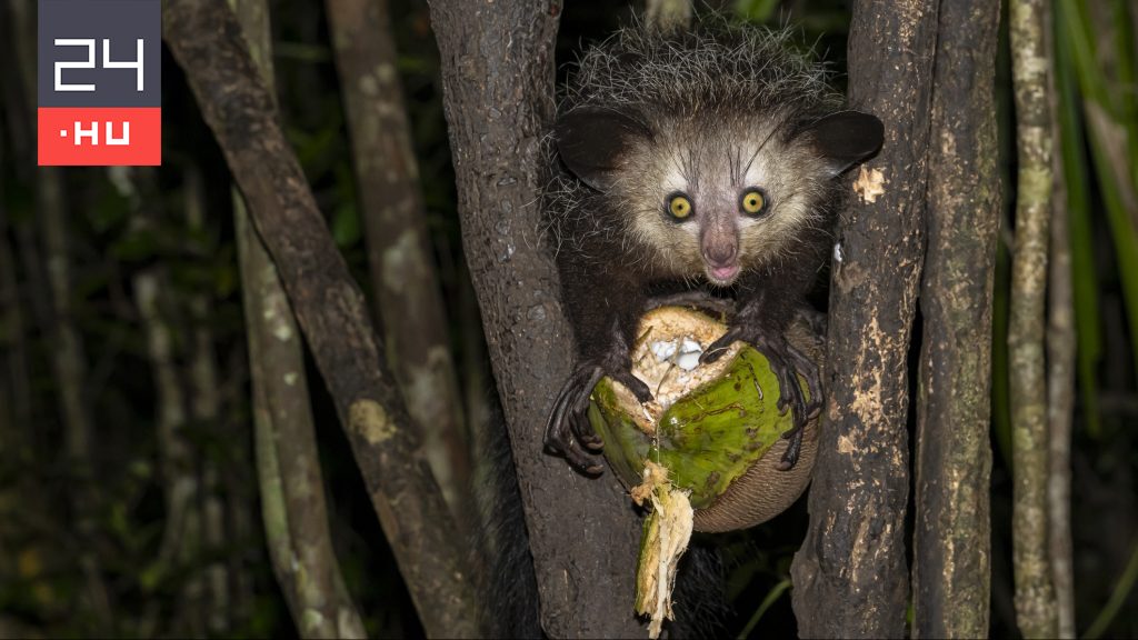 Részegekkel van tele a természet | 24.hu