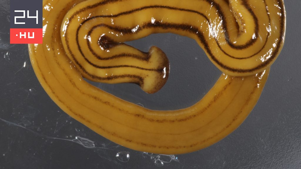 Egy éve ilyenkor: szinte elpusztíthatatlan férgek jelentek meg ...