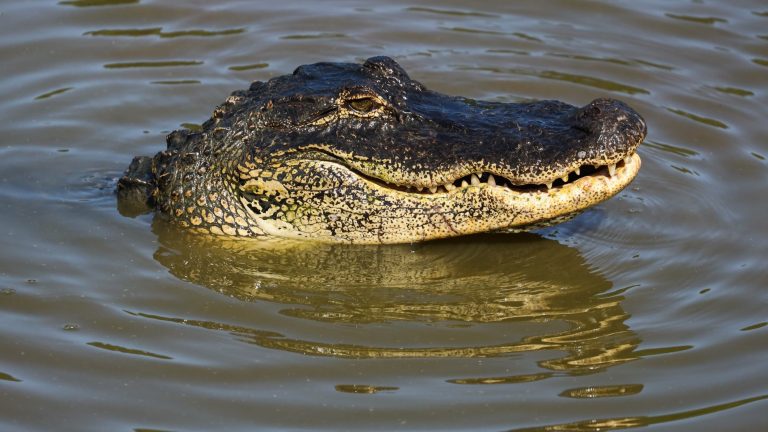 Élve fagyott a jégbe ez az aligátor | 24.hu