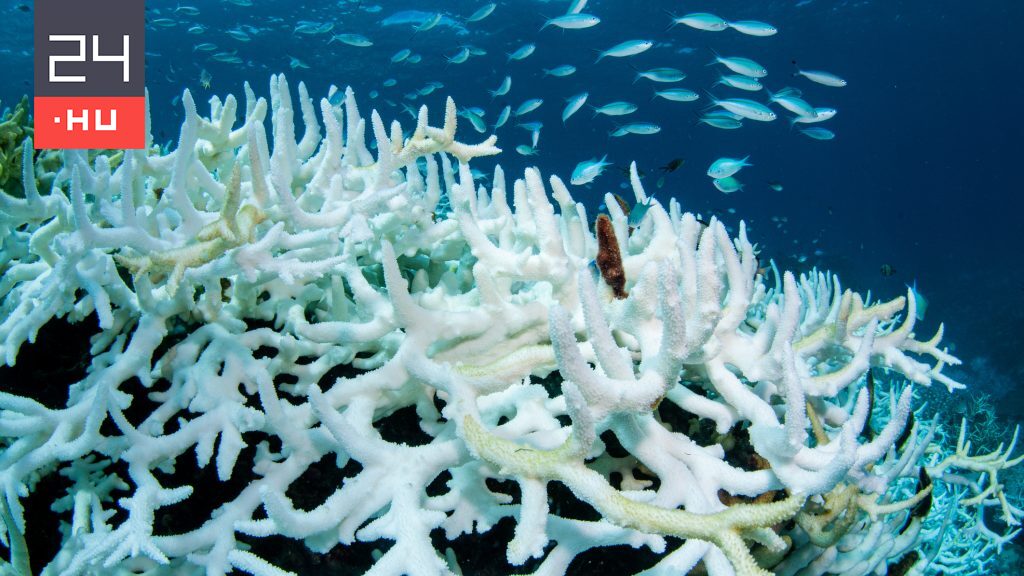 Kifehérednek és pusztulnak Ausztrália koralljai | 24.hu