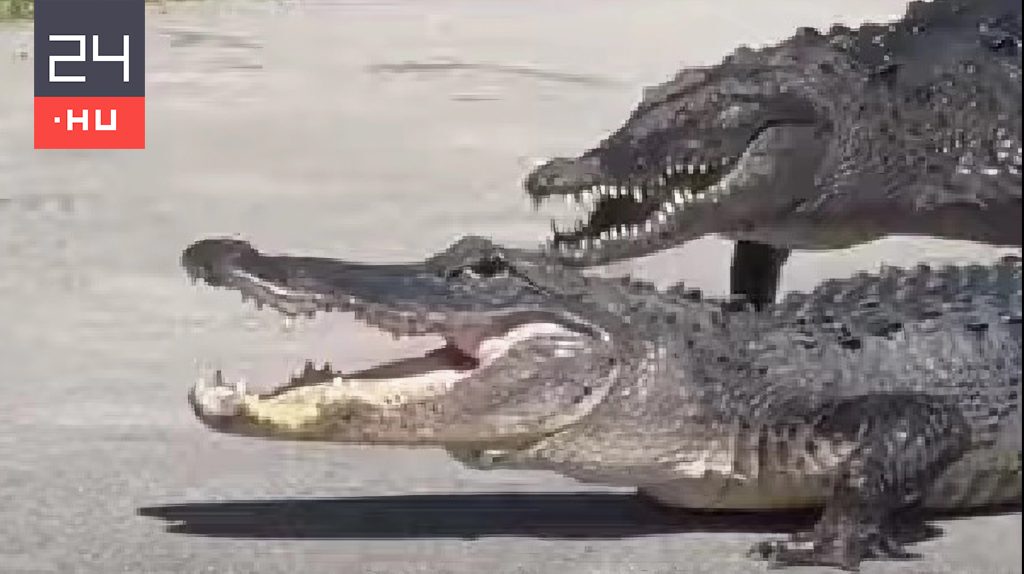 Krokodil és aligátor harcát vették videóra | 24.hu
