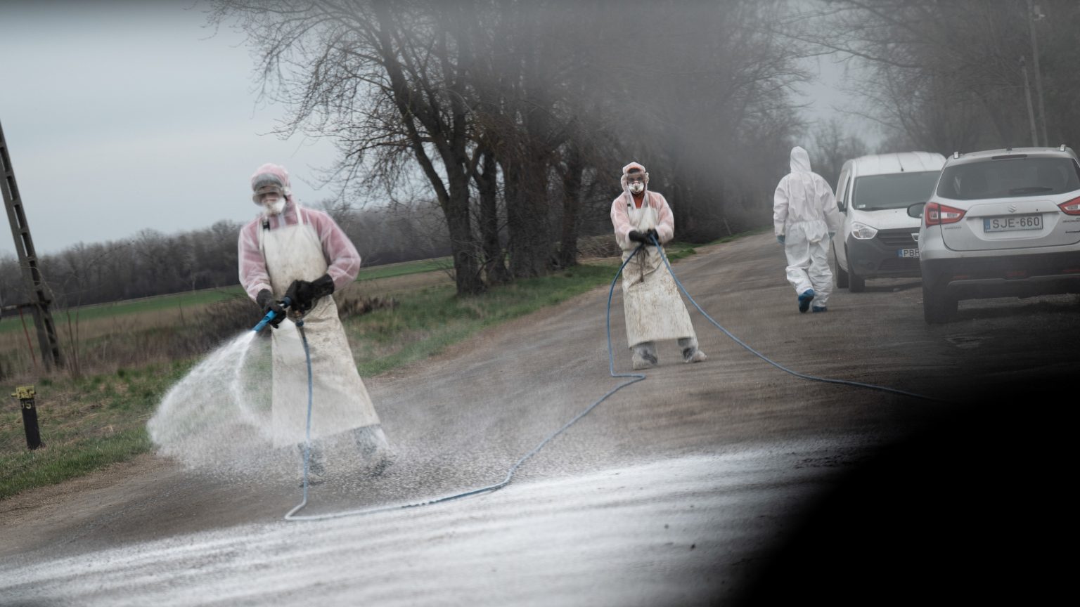 Megrázó videók terjednek a területről, ahol állítólag több ezer marhát ...