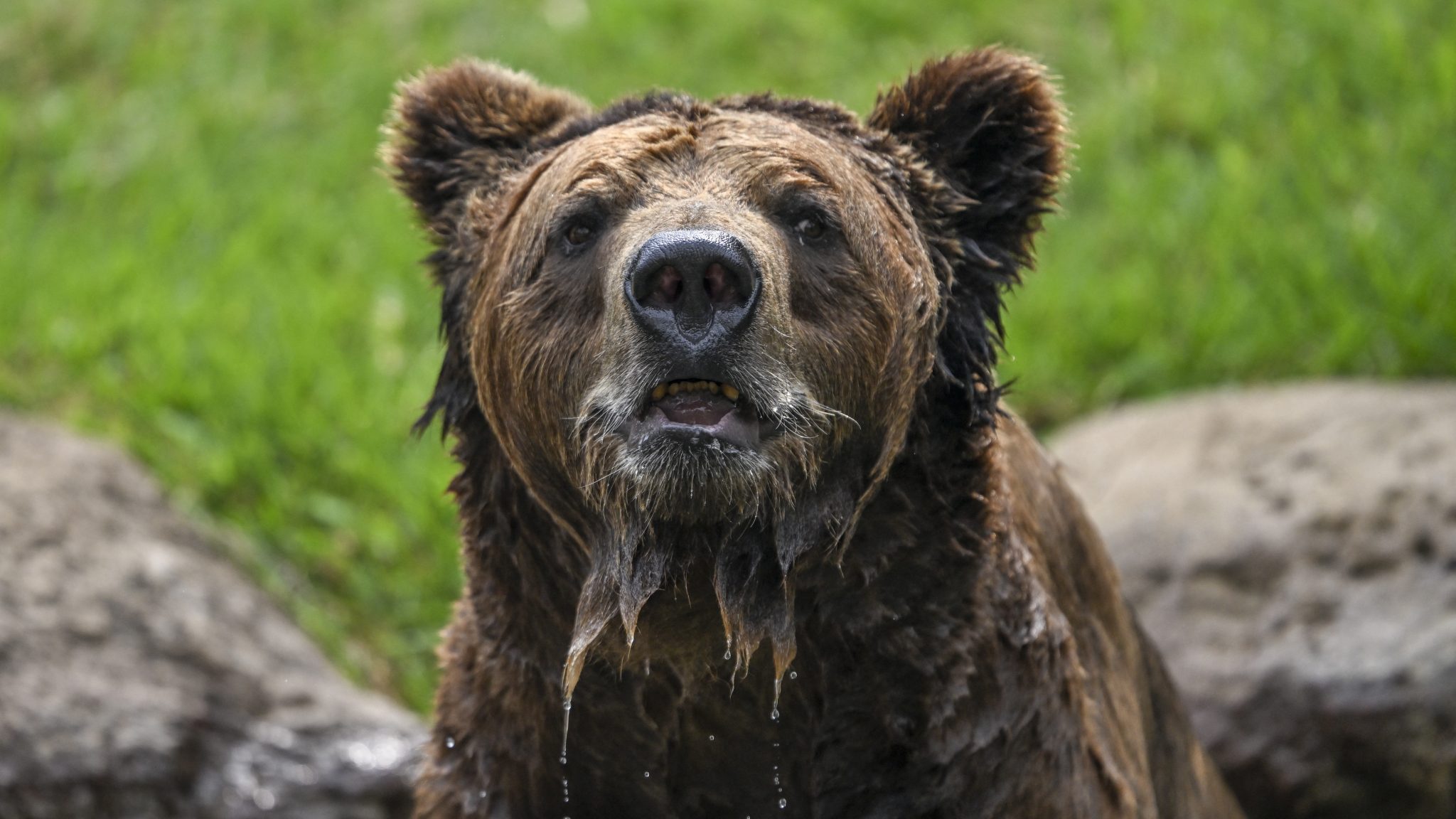 Titánium fogat kapott Tundra, a barnamedve | 24.hu