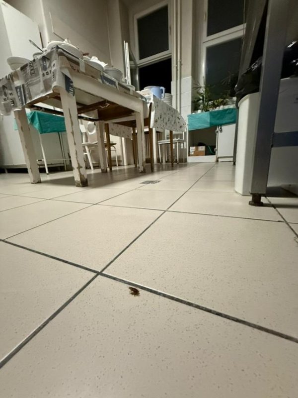 Kulja András fotókat posztolt arról, hogy csótányok lepték el a Péterfy ...