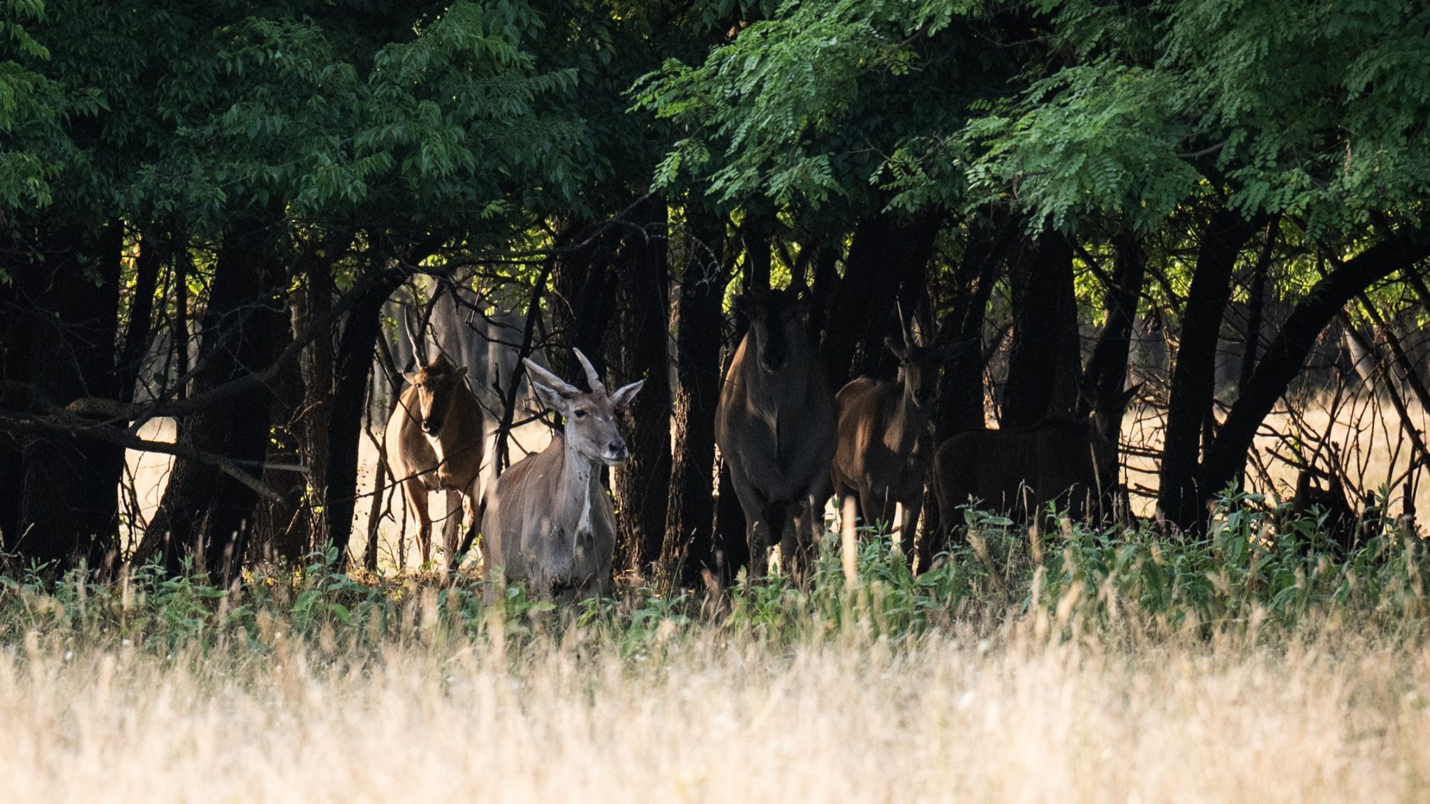 Simon Márton a hatvanpusztai antilopokról: "Ott fut az emberarcú ...