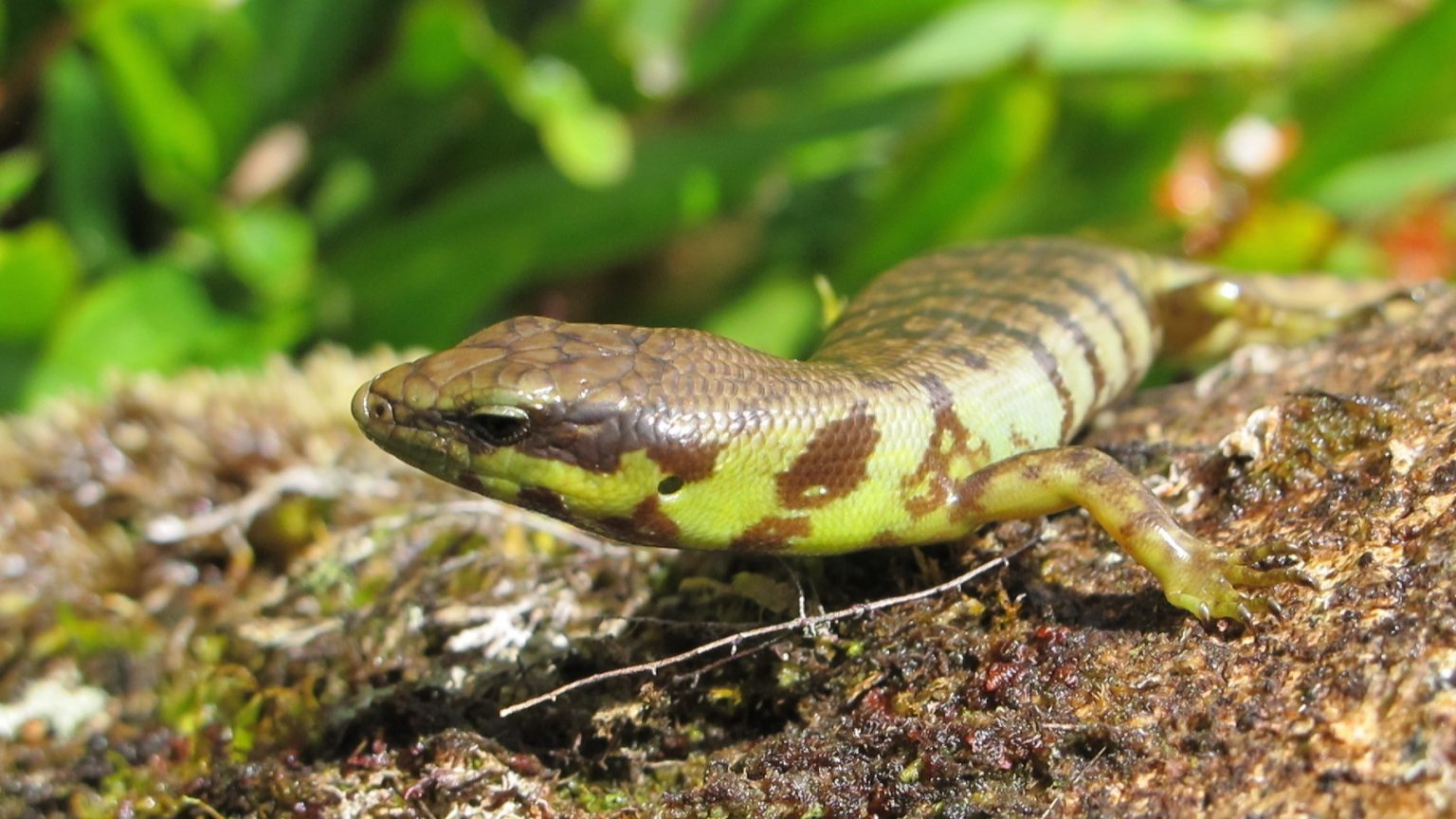 Mérgező, zöld vére van ezeknek a gyíkoknak | 24.hu