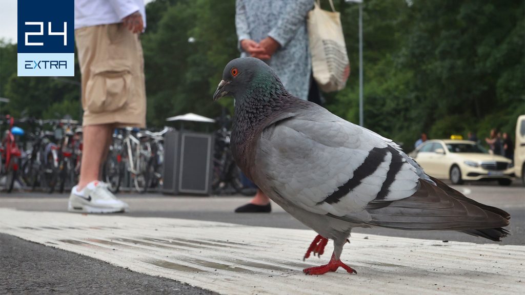 Bűnbandák vetették rá magukat a galambbűnözésre – néhány madár ma már drágább, mint egy ...