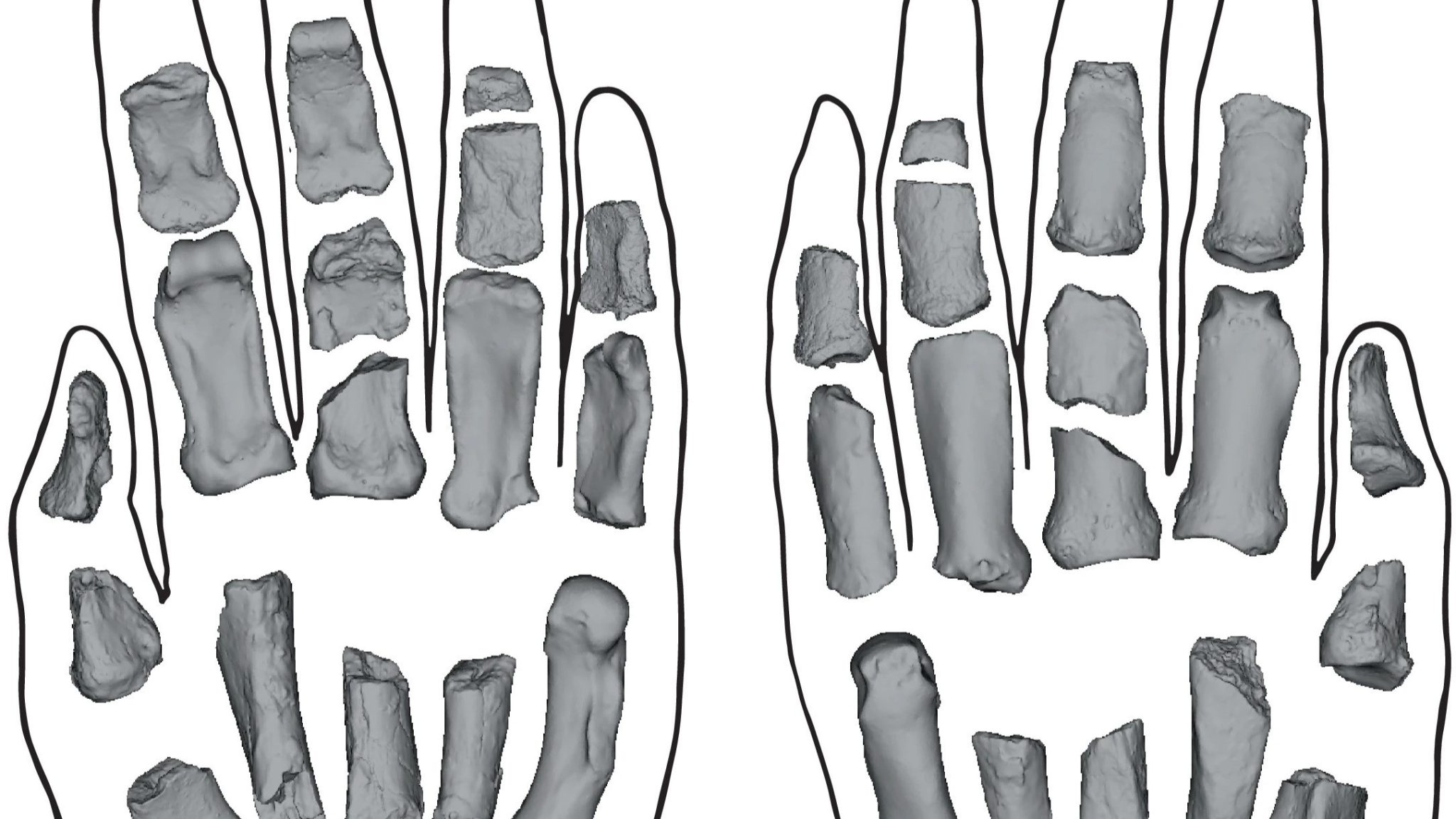 Ősi rokonunk másfél millió éves kézfejére bukkantak | 24.hu