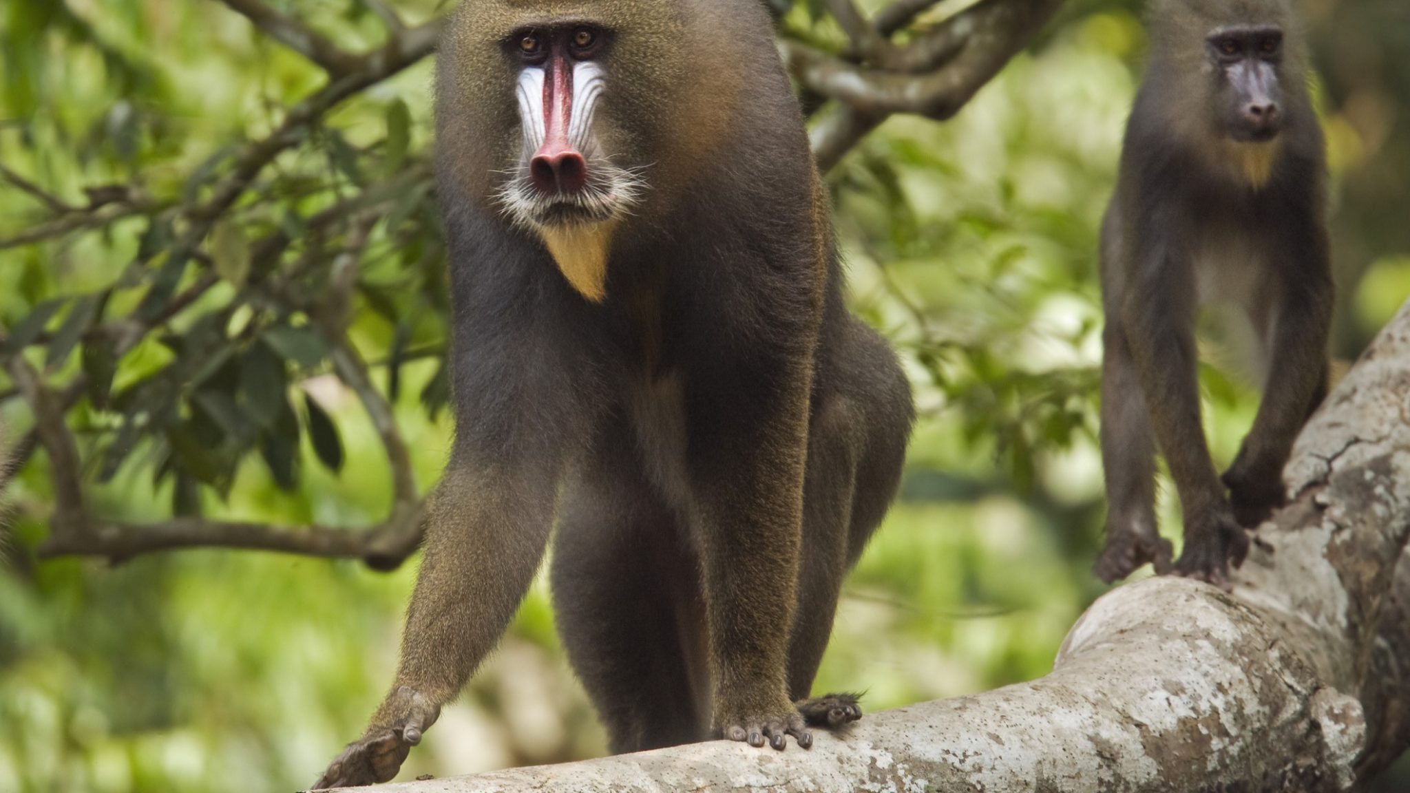 Mandrill: hatalmas hordákba verődik a méretes, veszélyes majomfaj | 24.hu