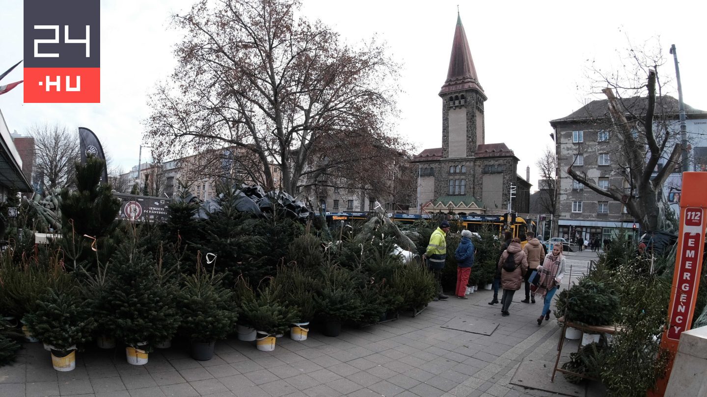 Karácsonyi készülődés: ennyibe kerül idén a fenyőfa | 24.hu