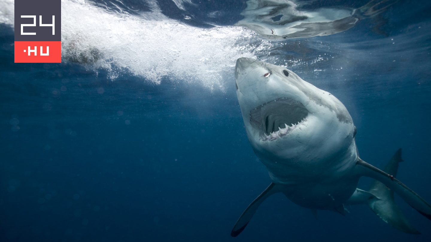 A 13 éves fiú életéért küzdenek: cápatámadás Sydney-ben | 24.hu