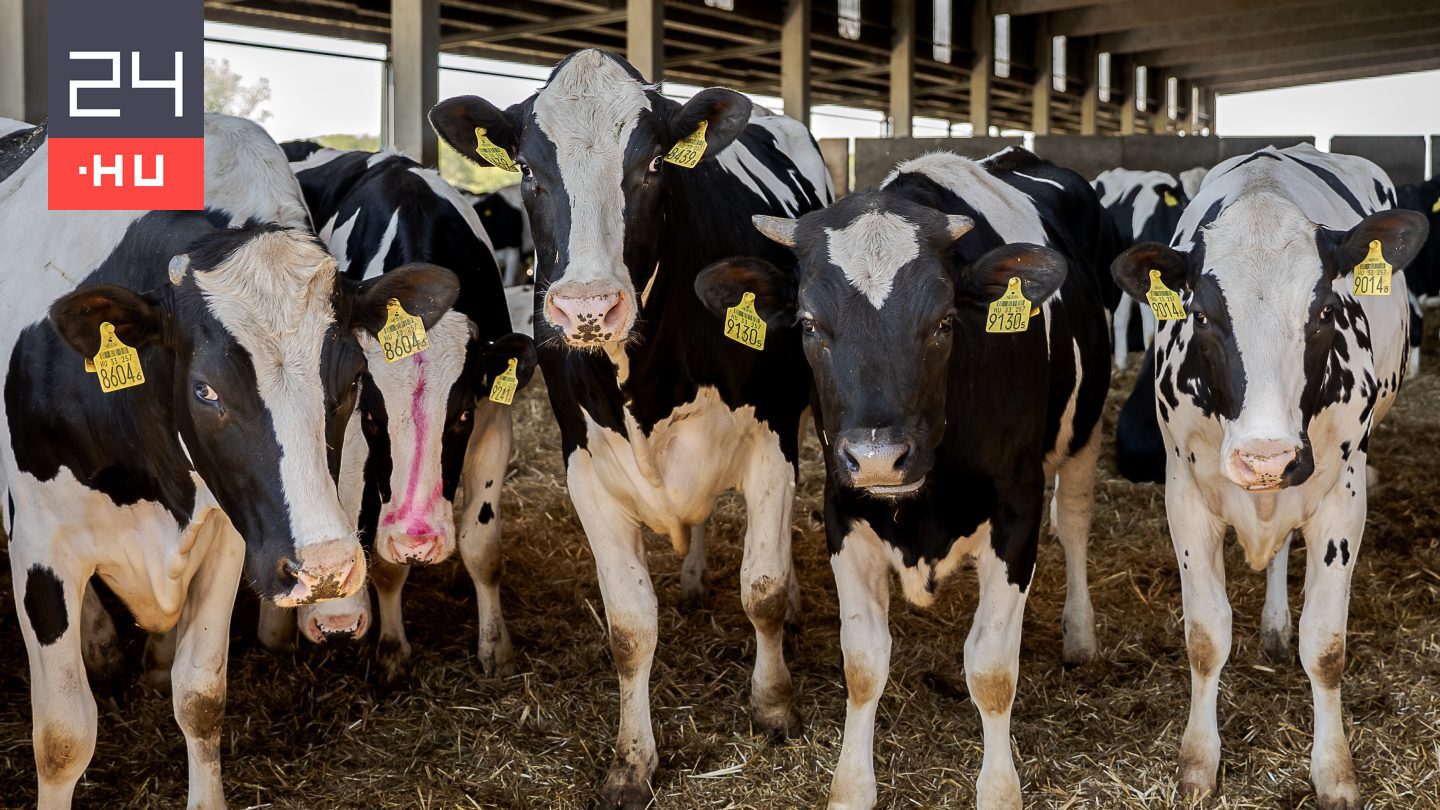 Darázsfészekbe nyúlt Magyar Péter: háborog az agrárium a vendégmunkás ...