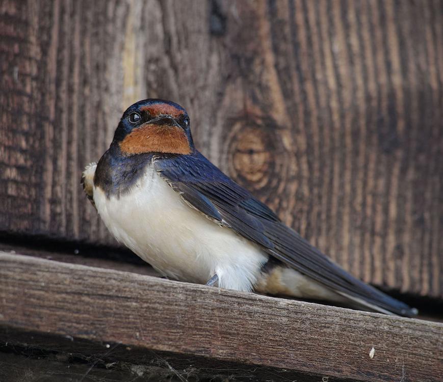 Megérkeztek az első fecskék | Sokszínű vidék